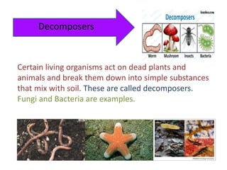 The world of animals | PPTX