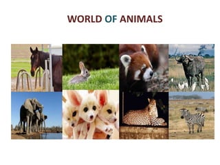 The world of animals | PPTX