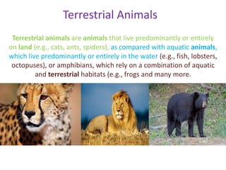 The world of animals | PPTX