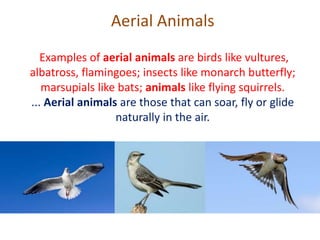 The world of animals | PPTX