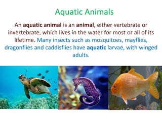 The world of animals | PPTX