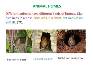 The world of animals | PPTX