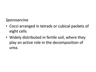 Ordinary Gram-Positive Bacteria | PPTX