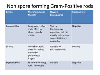 Ordinary Gram-Positive Bacteria | PPT