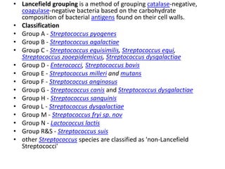 Ordinary Gram-Positive Bacteria | PPTX