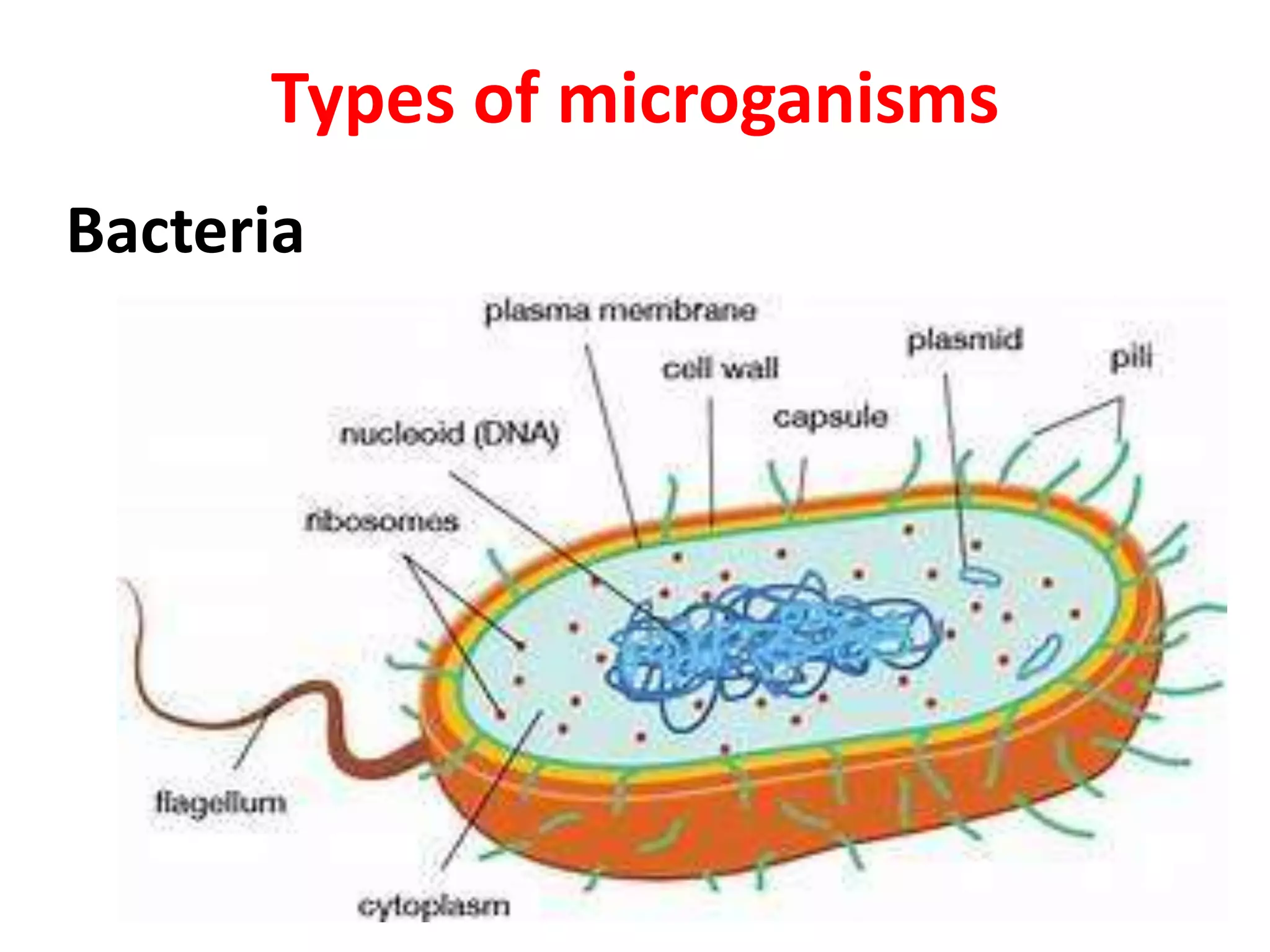 The world of microbes | PPTX
