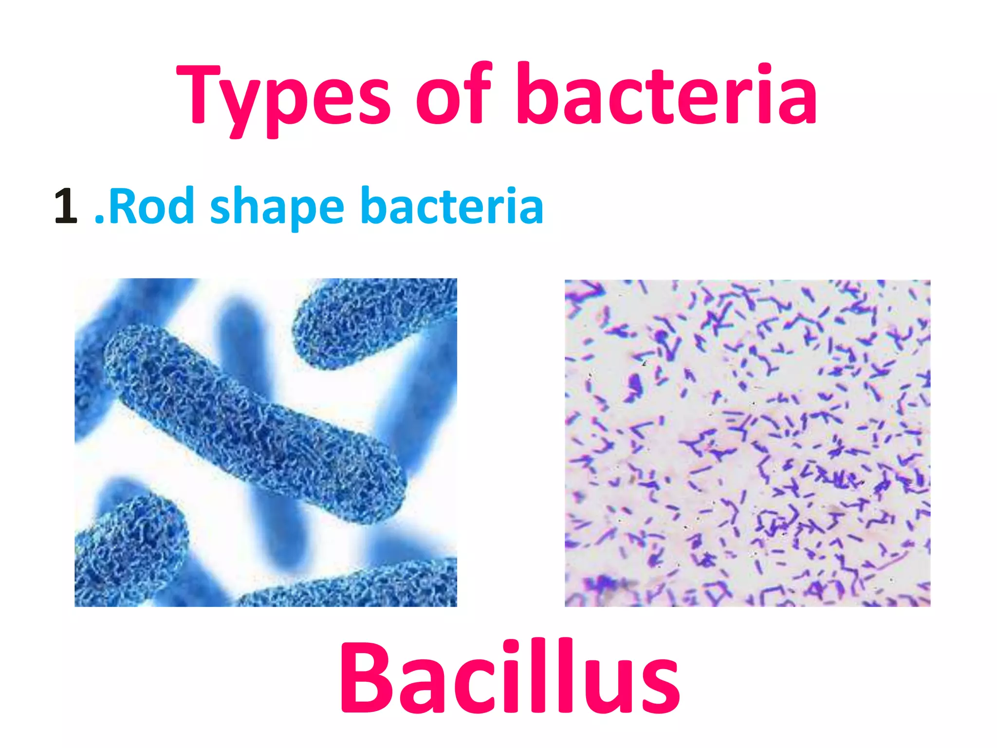 The world of microbes | PPTX