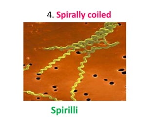 The world of microbes | PPTX