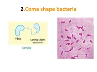 The world of microbes | PPTX