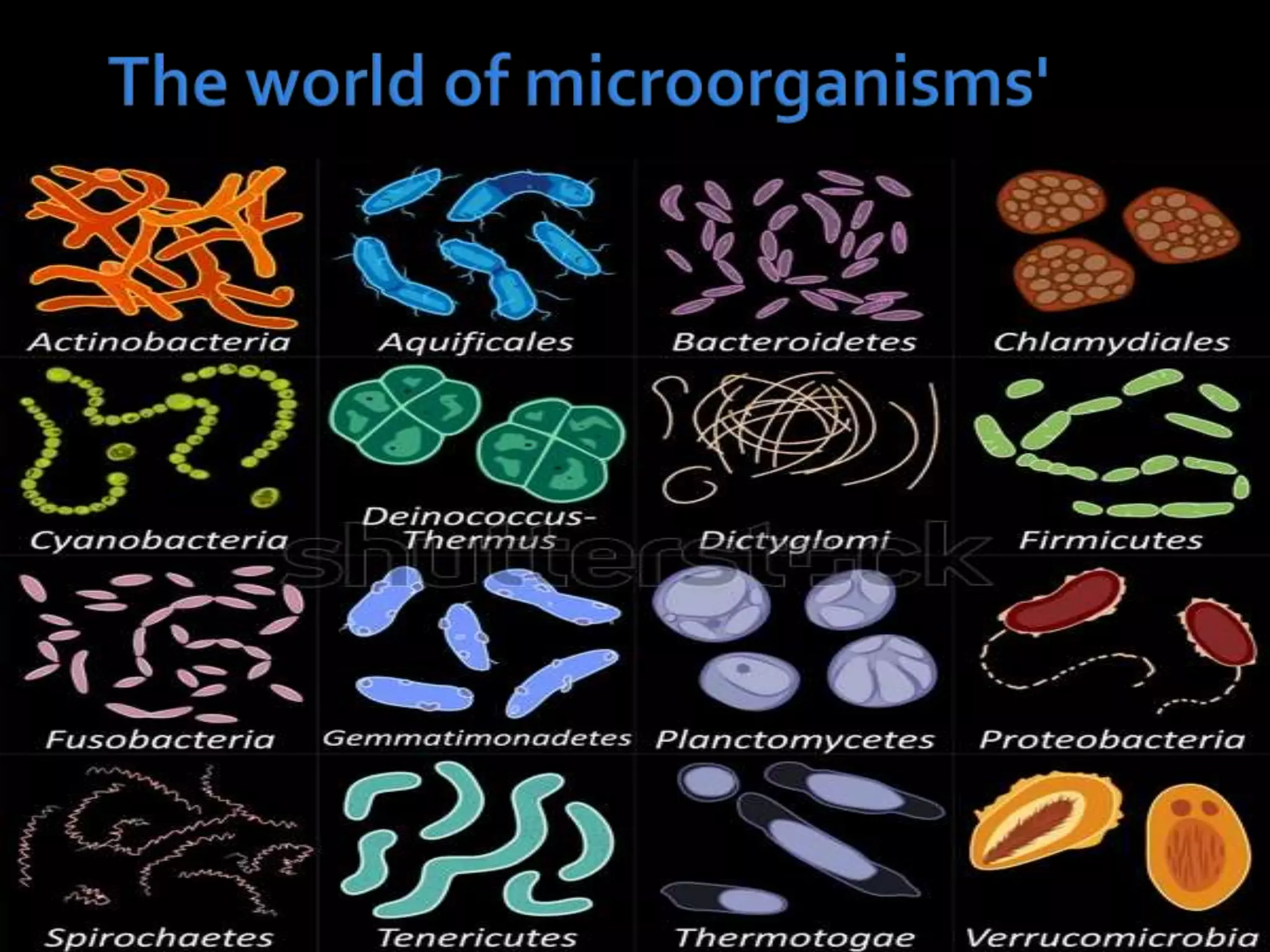 The world of microorganisms' . | PPTX