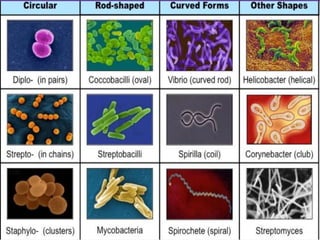 The world of microorganisms' . | PPTX