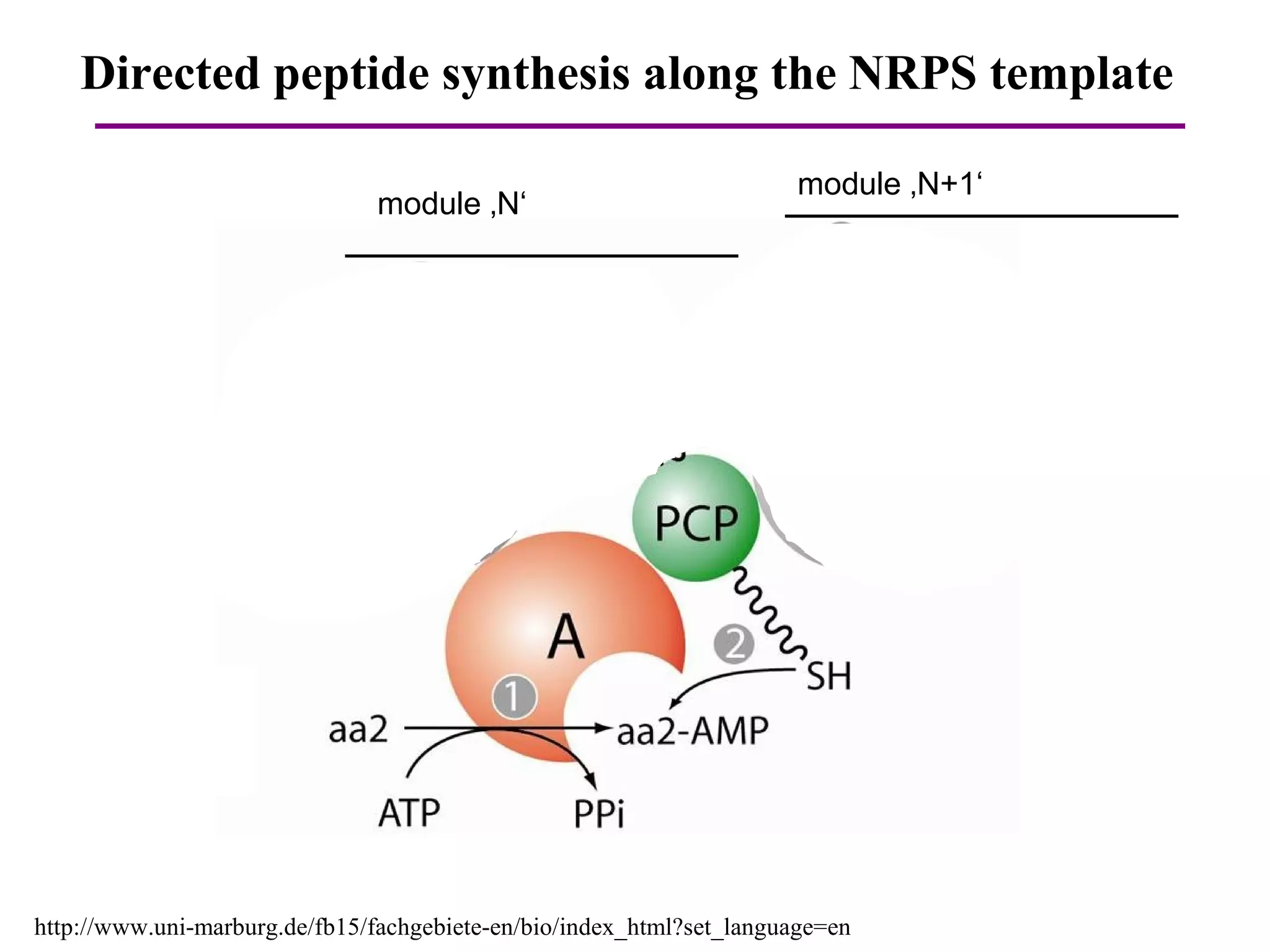 The World of Nonribosomal Peptides | PPT