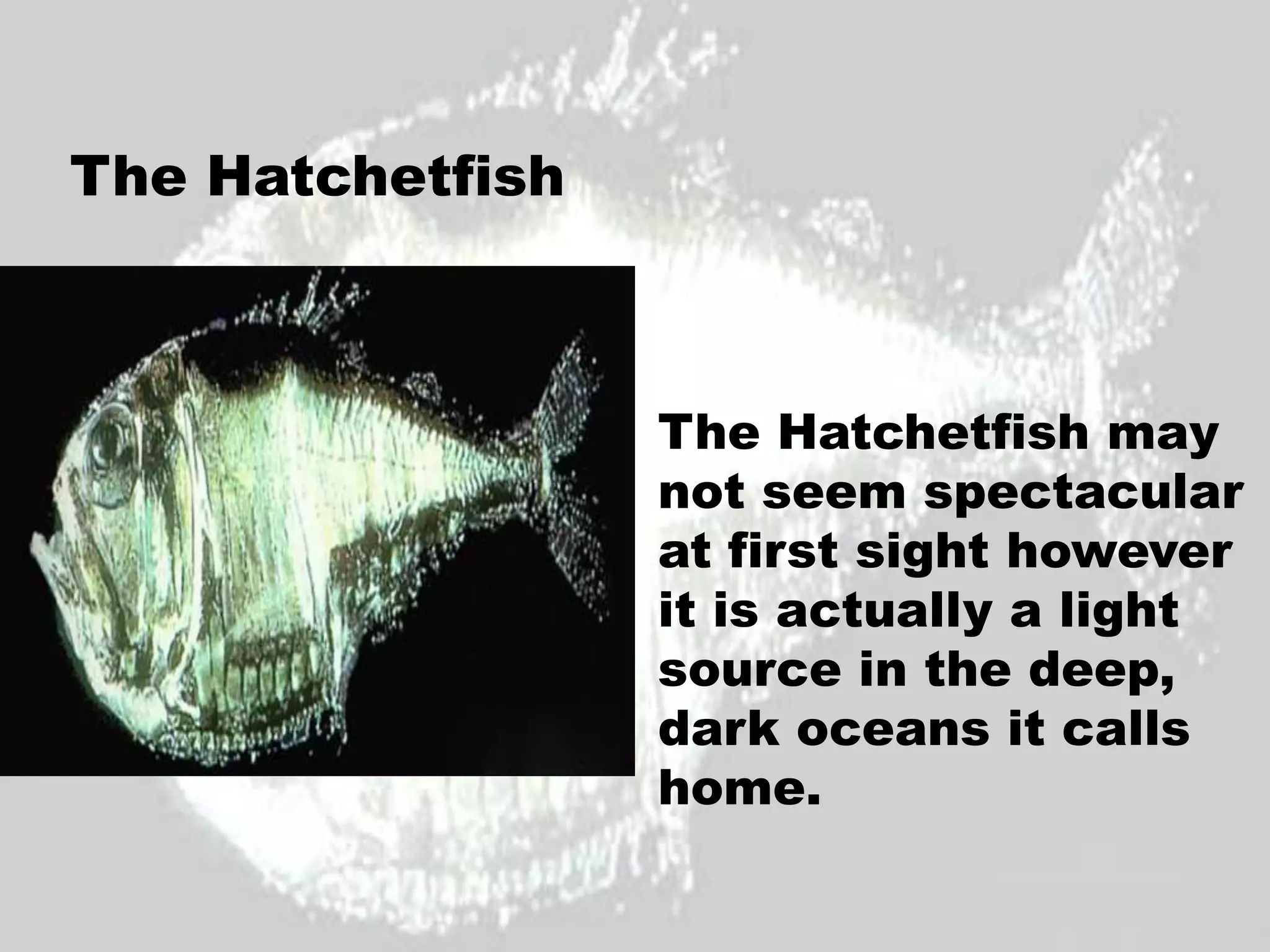 The worlds most outlandish creatures | PPT