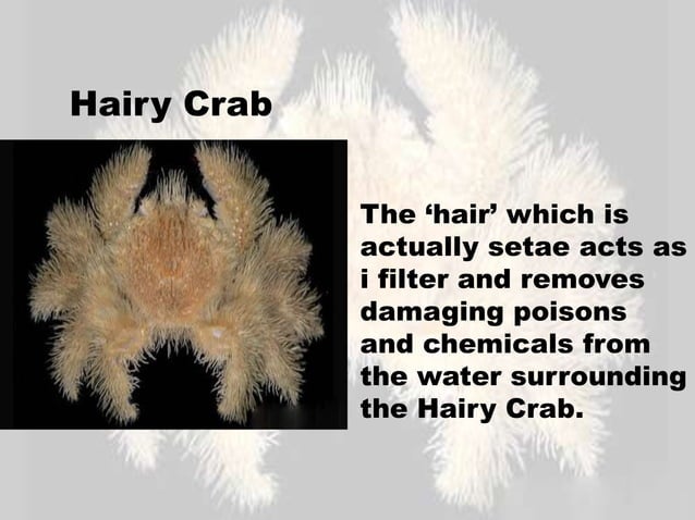 The worlds most outlandish creatures | PPTX