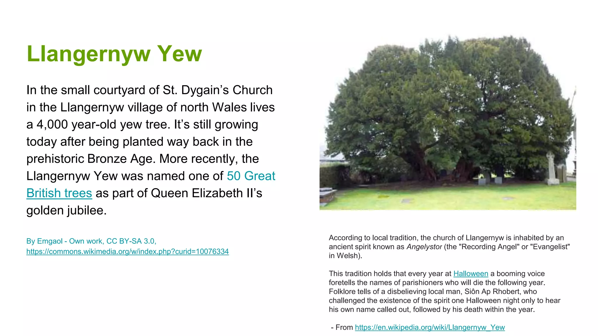 The world’s oldest trees | PPT