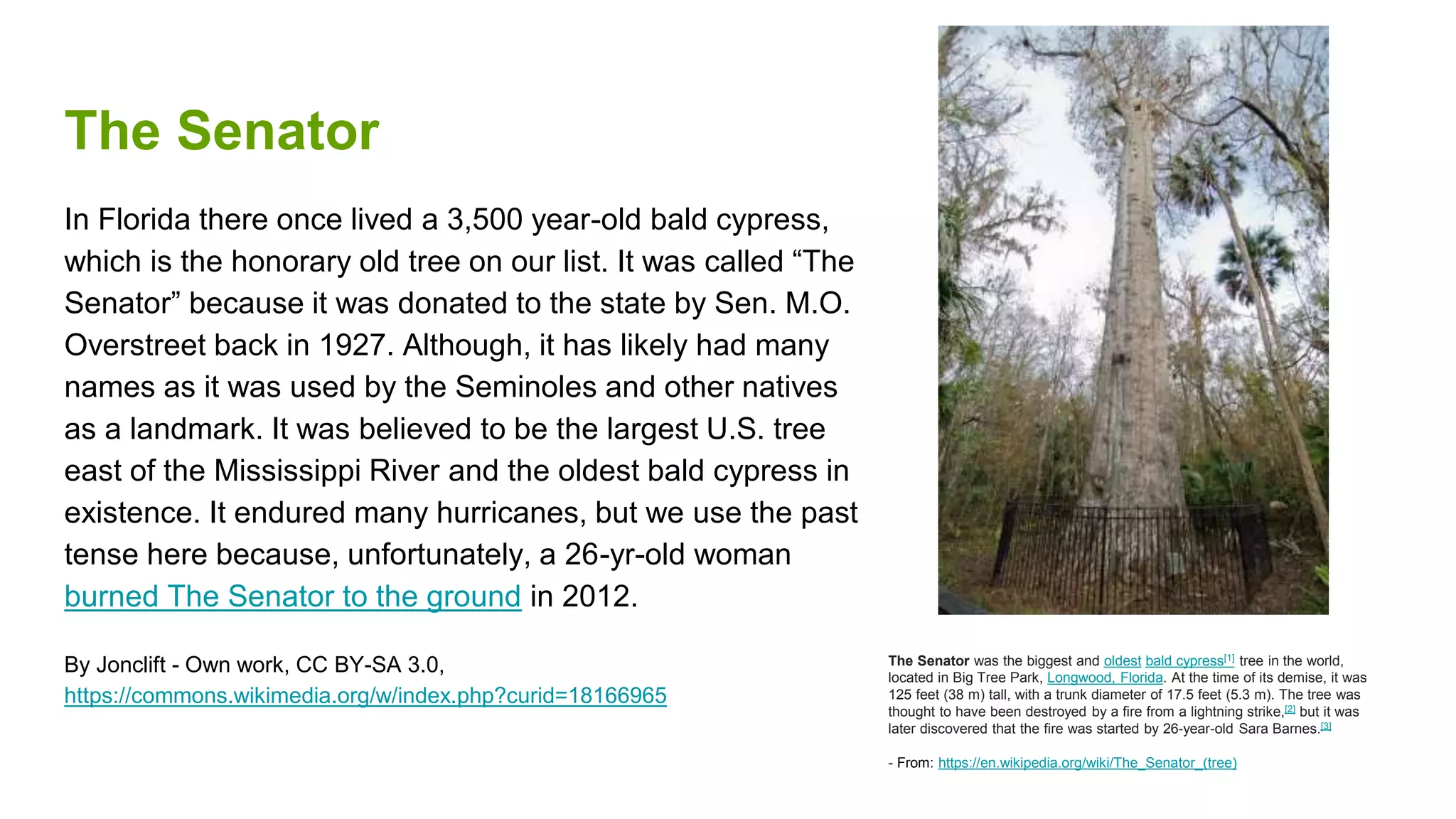 The world’s oldest trees | PPT