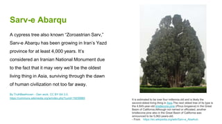 The world’s oldest trees | PPT