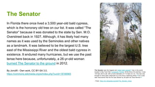 The world’s oldest trees | PPT
