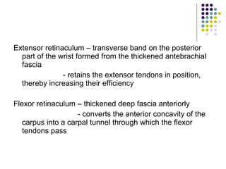 The wrist and hand | PPT