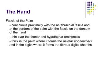 The wrist and hand | PPT