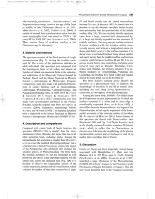 The youngest record of phorusrhacid birds (aves, phorusrhacidae) from ...