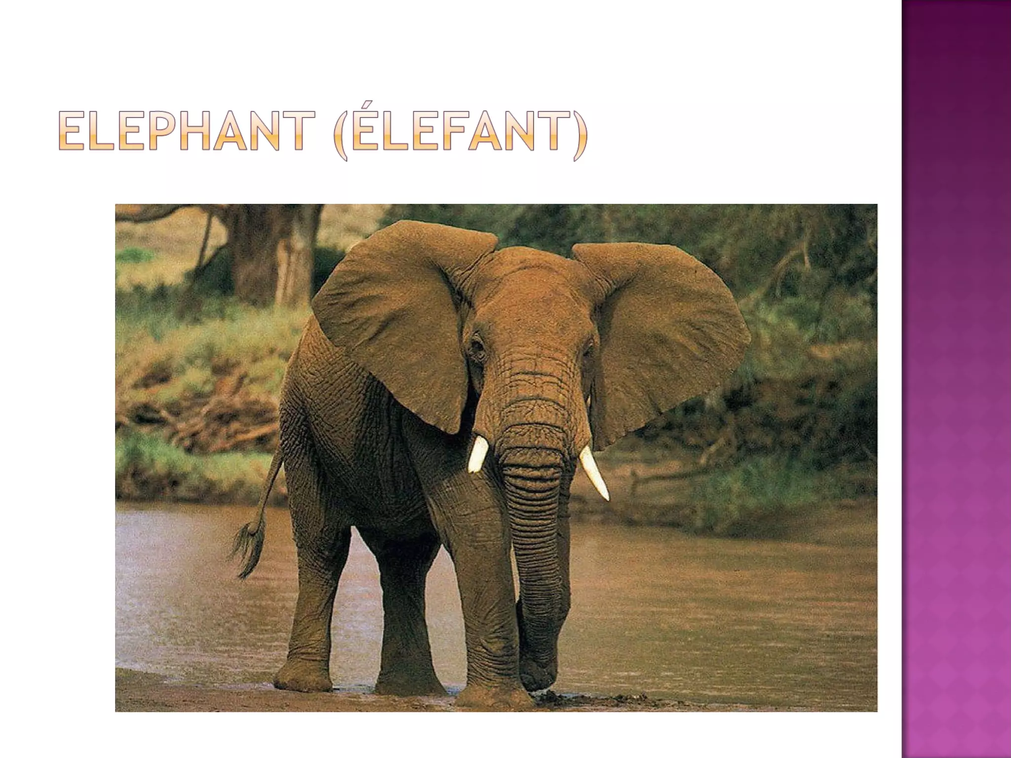 The zoo animals | PPT