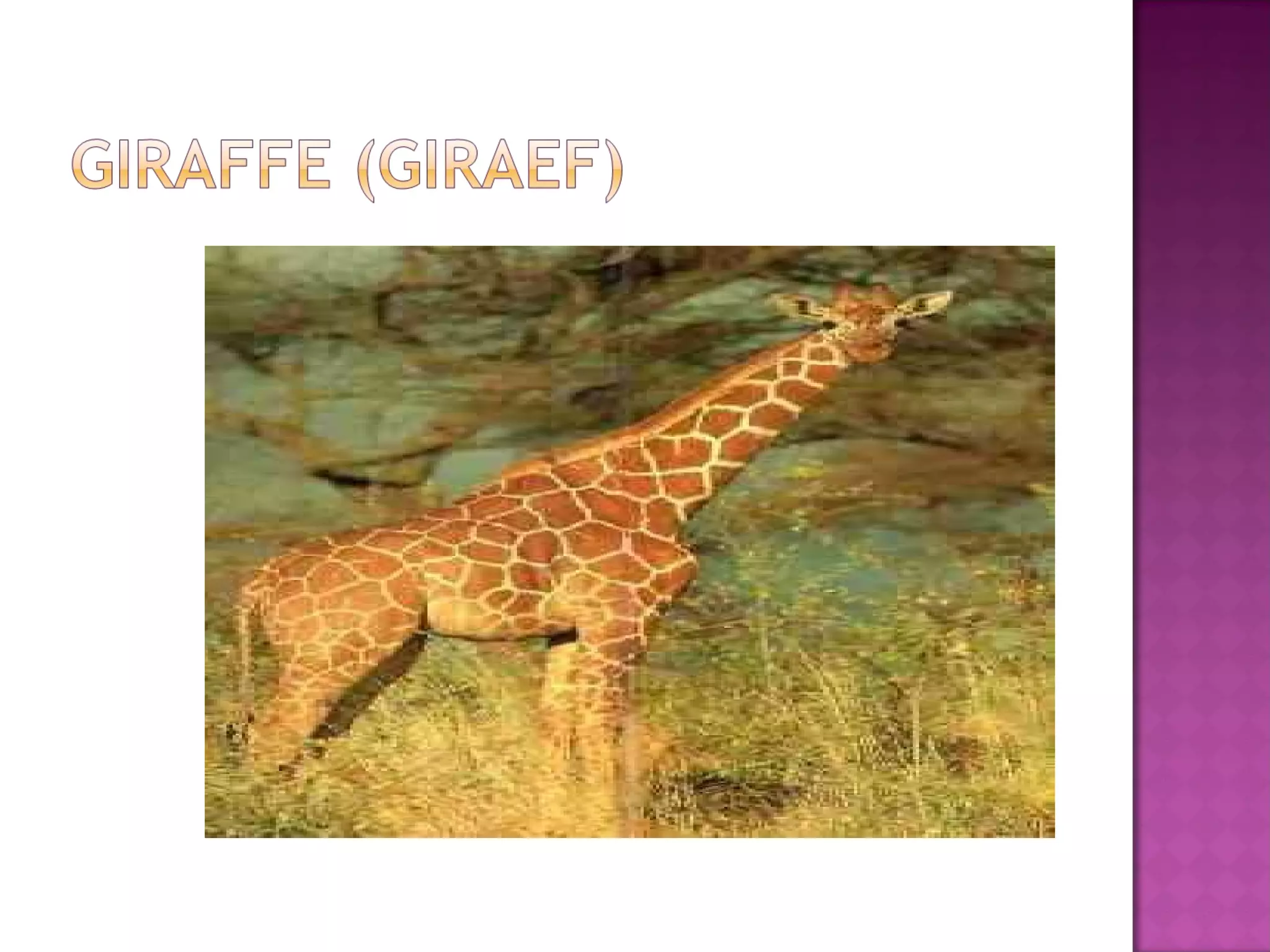 The zoo animals | PPT