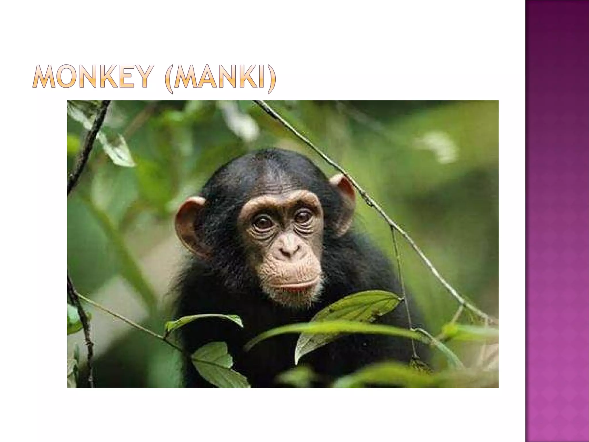 The zoo animals | PPT