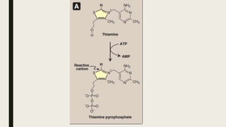 Thiamine (vitamin b1) Biochemistry – Lippincott’s Illustrated Reviews ...