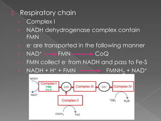 Thiamine (vitamin b1) and riboflavin (vitamin b2) actions as co-enzyme ...