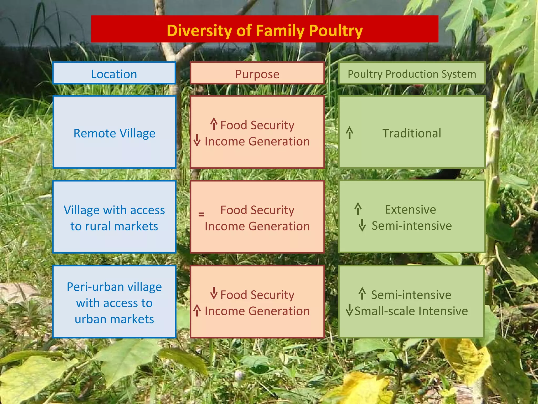 Promoting family poultry production through a knowledge network and ...