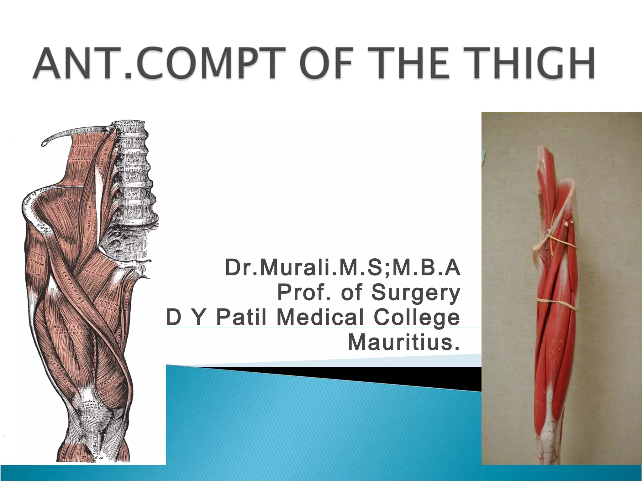 Thigh - Ant.Compartment - Anatomy | PPT