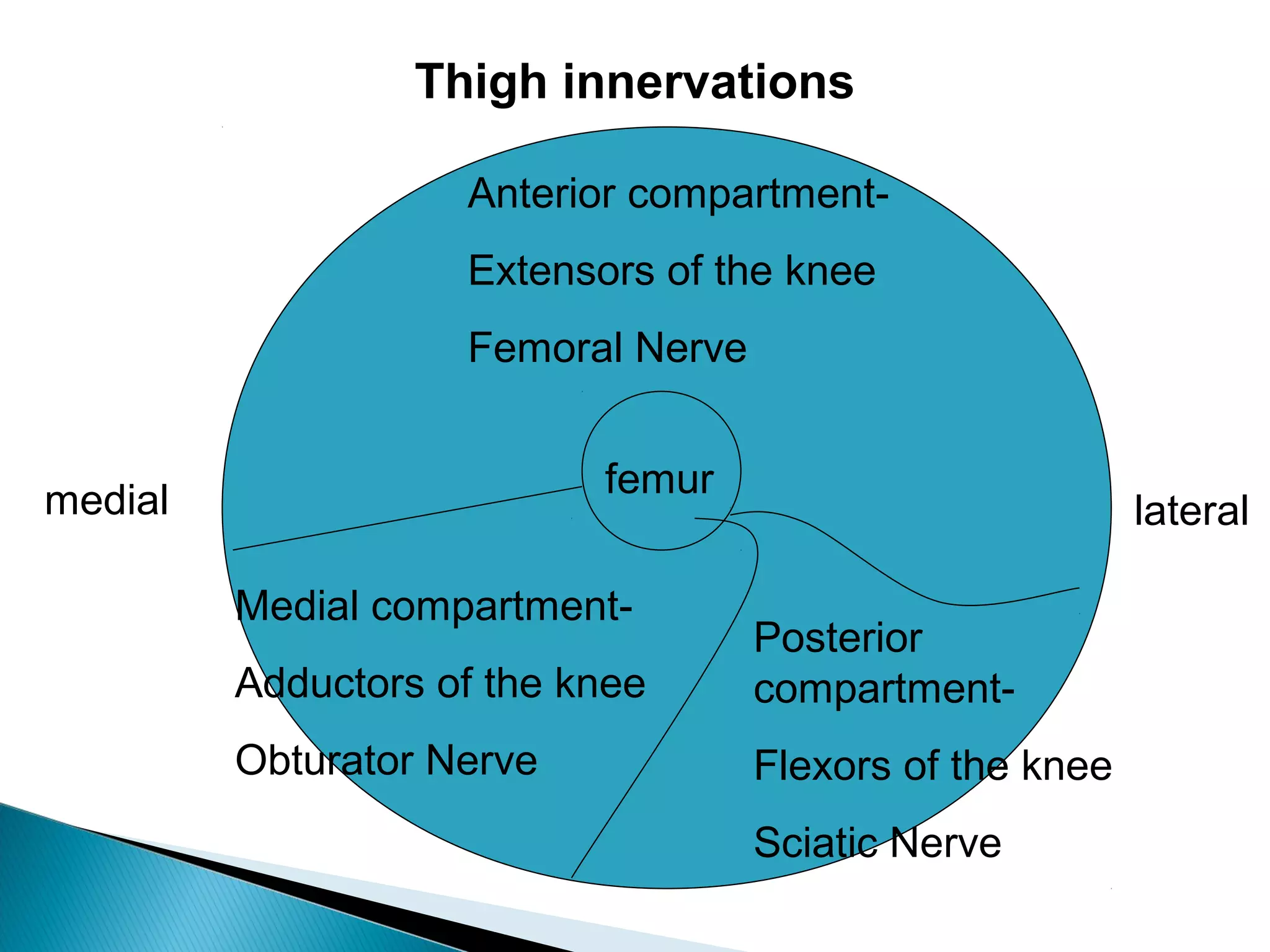Thigh - Ant.Compartment - Anatomy | PPT