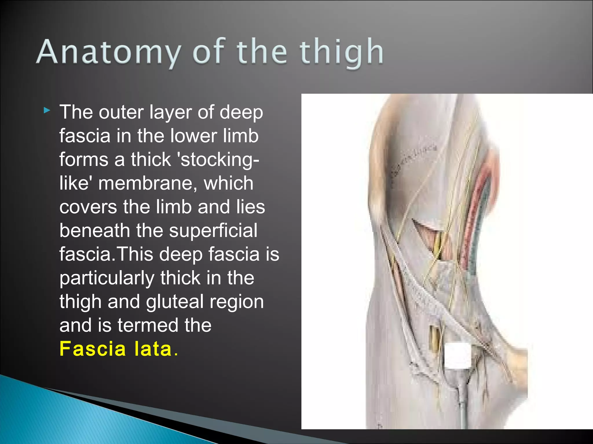 Thigh - Ant.Compartment - Anatomy | PPT