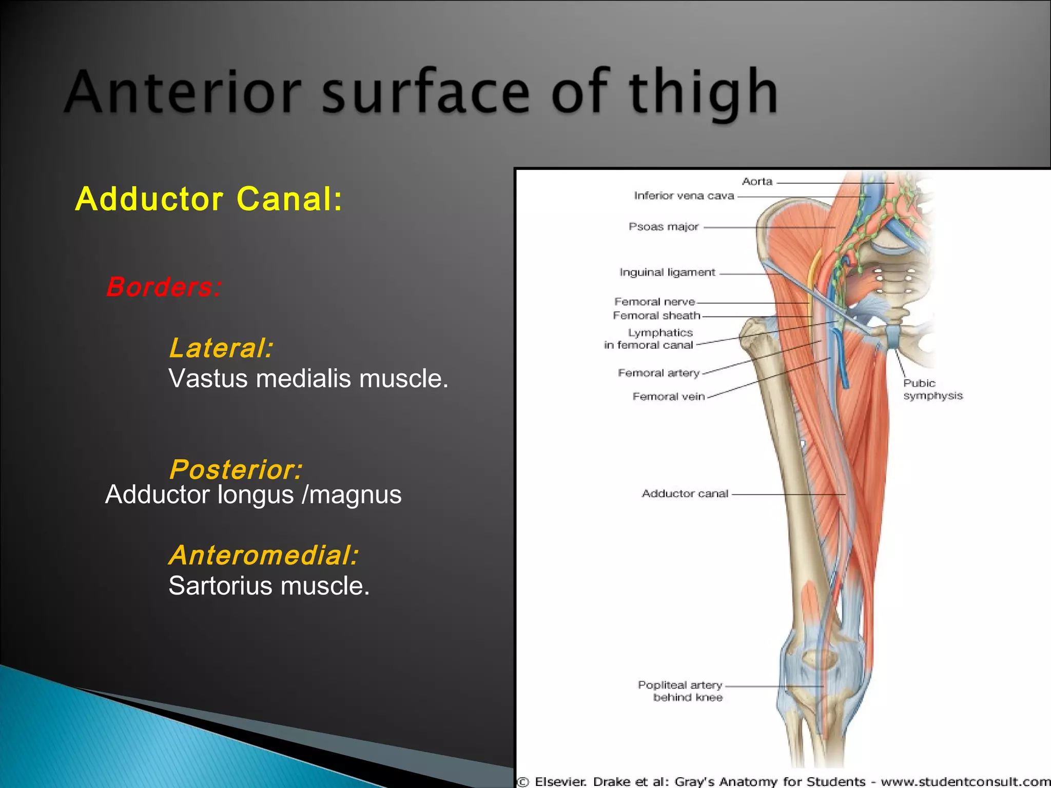 Thigh - Ant.Compartment - Anatomy | PPT