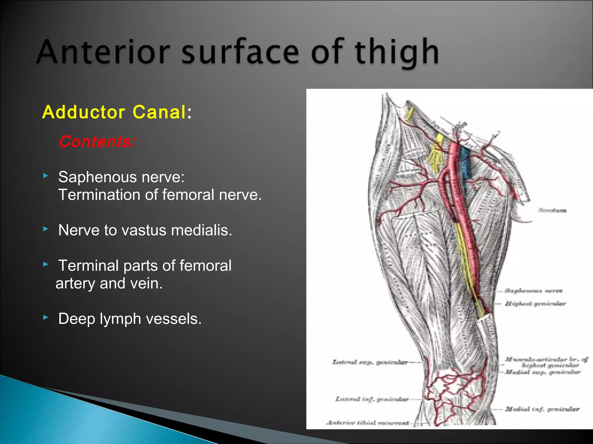 Thigh - Ant.Compartment - Anatomy | PPT