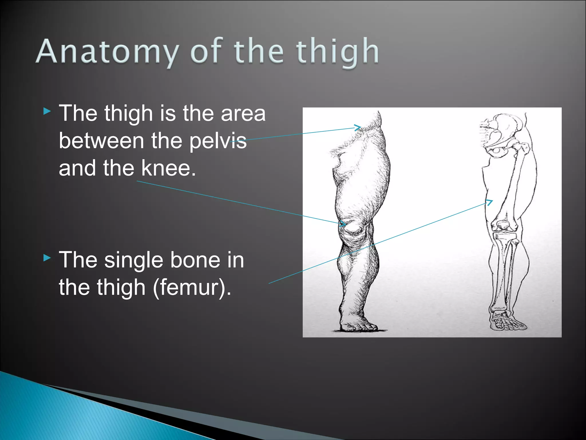 Thigh - Ant.Compartment - Anatomy | PPT