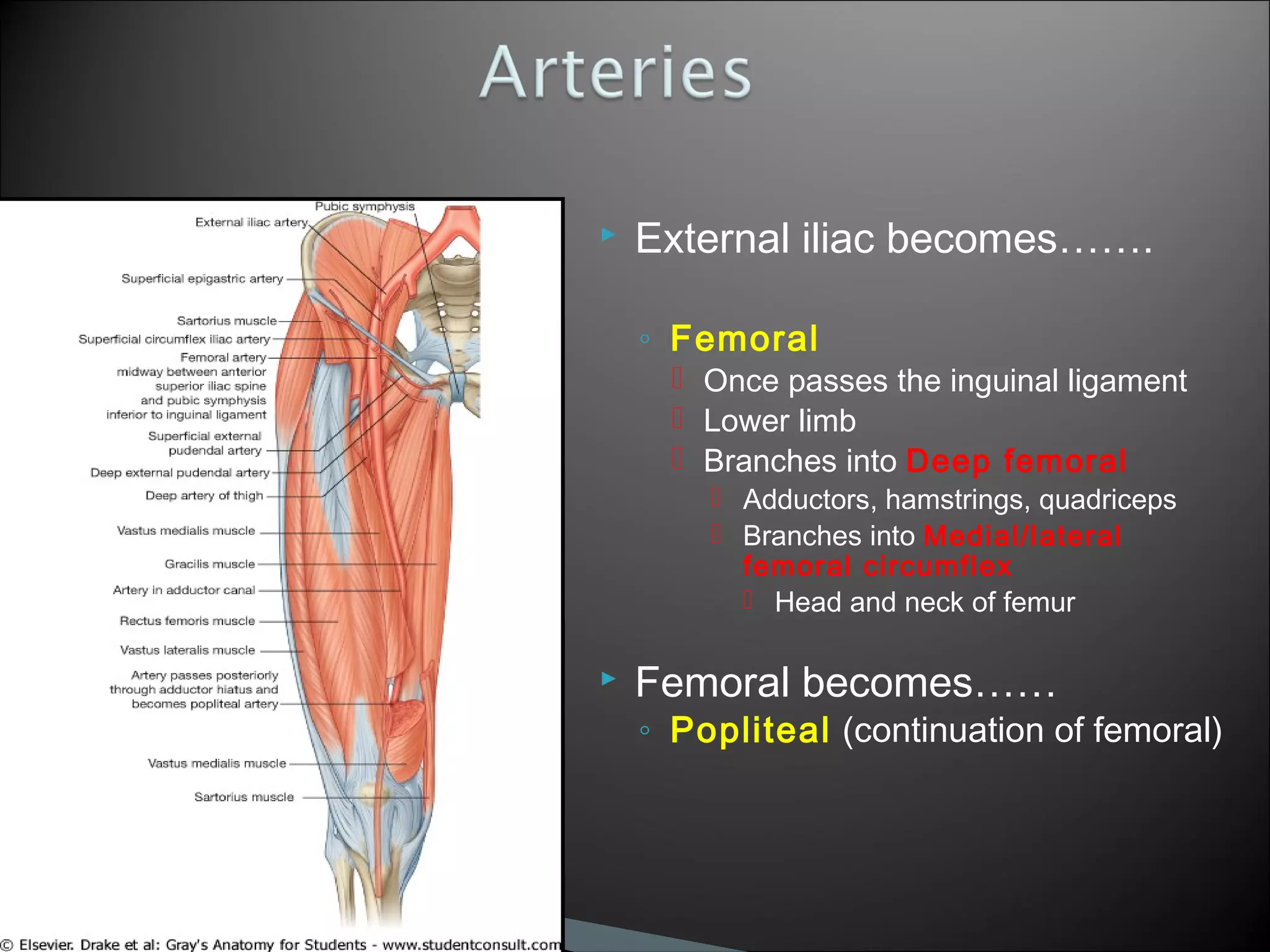 Thigh - Ant.Compartment - Anatomy | PPT