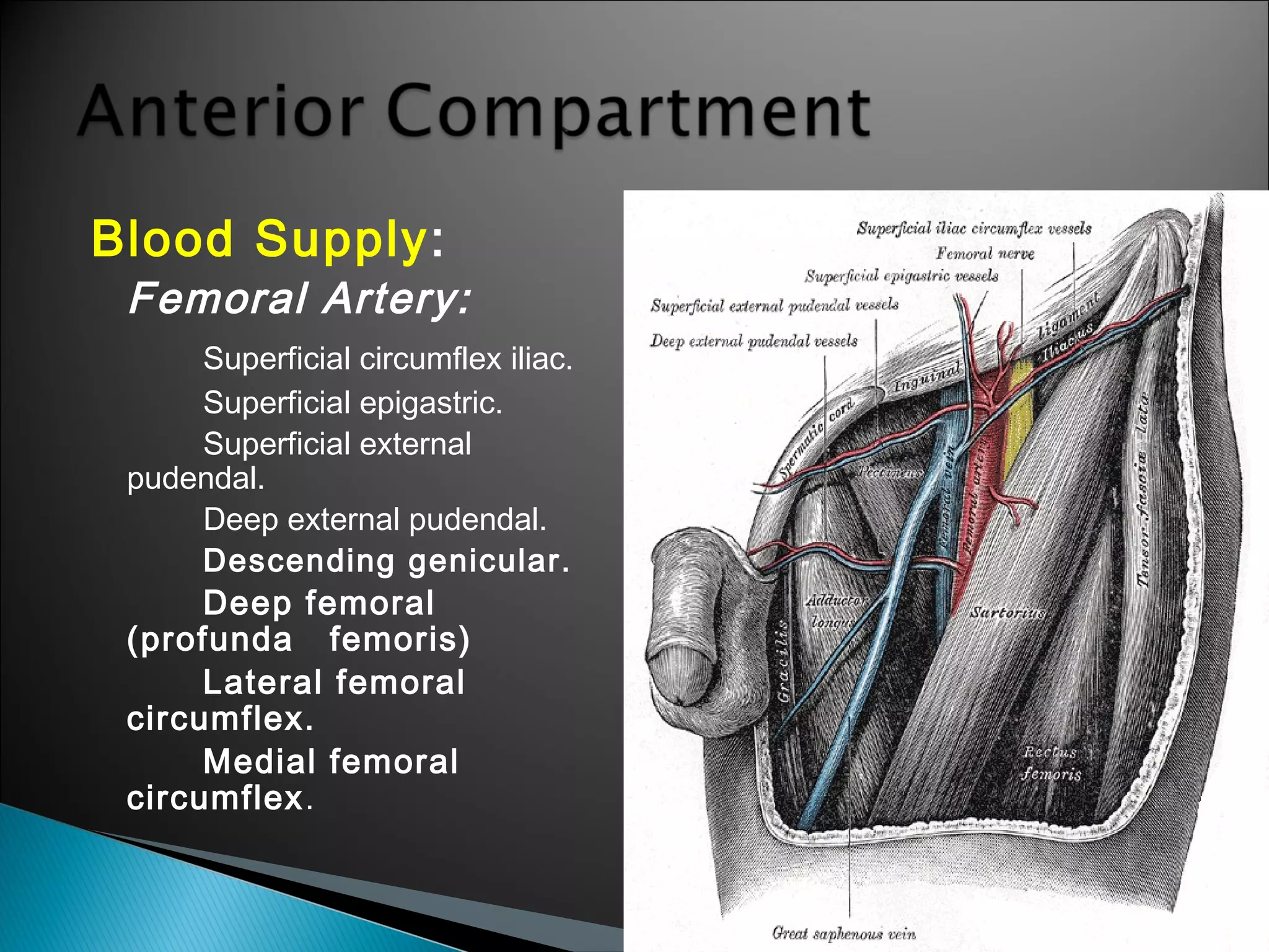 Thigh - Ant.Compartment - Anatomy | PPT