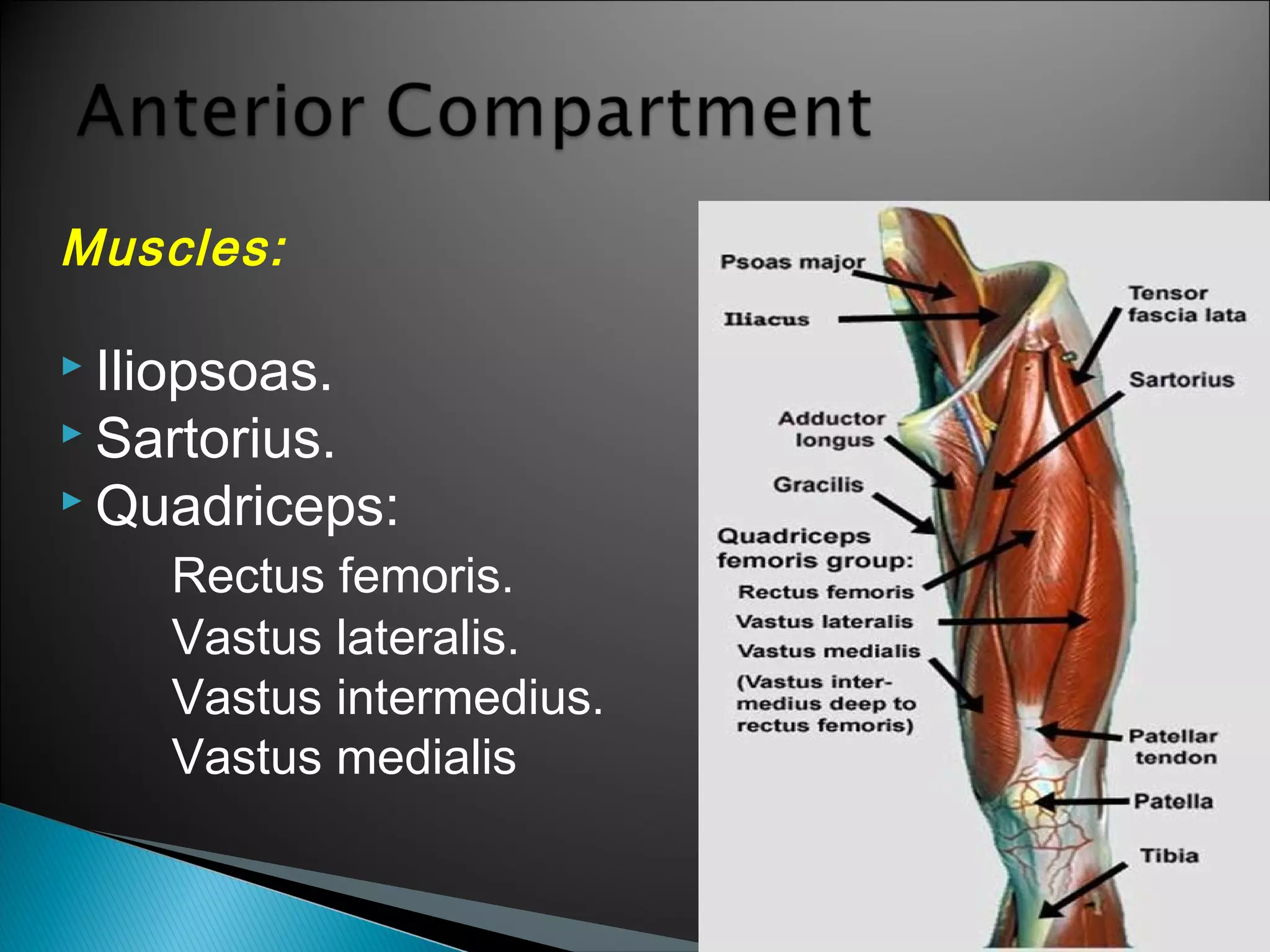 Thigh - Ant.Compartment - Anatomy | PPT