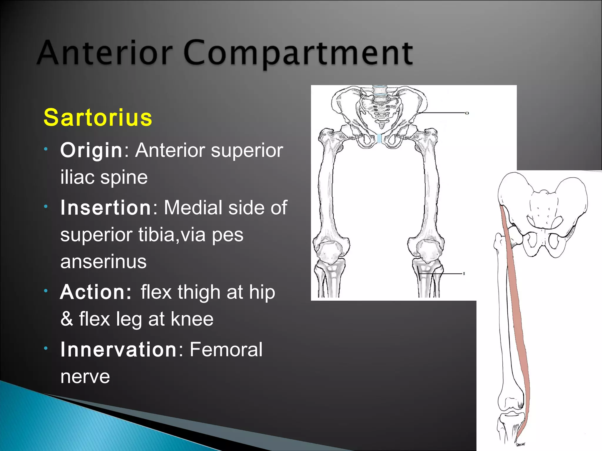 Thigh - Ant.Compartment - Anatomy | PPT