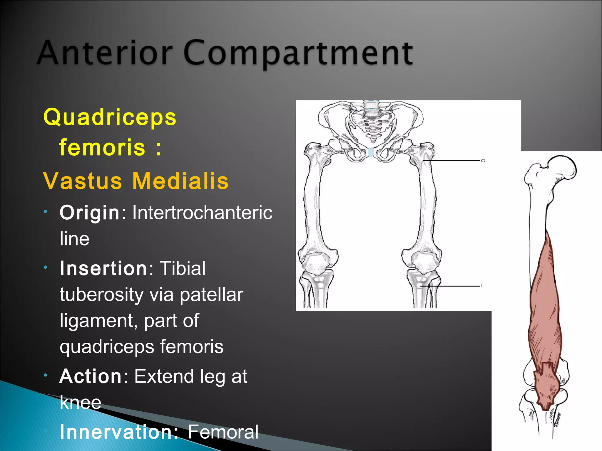 Thigh - Ant.Compartment - Anatomy | PPT