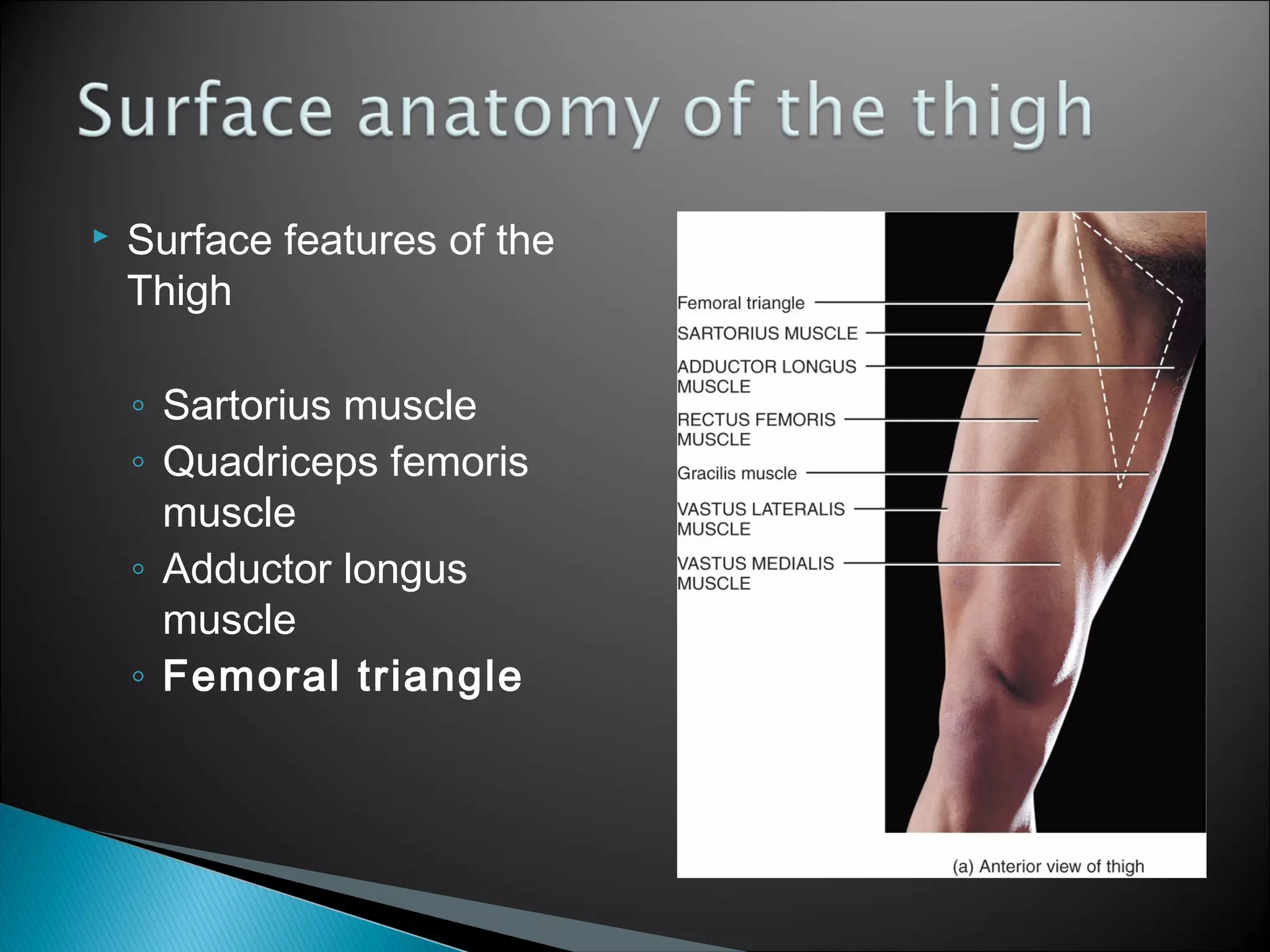 Thigh - Ant.Compartment - Anatomy | PPT
