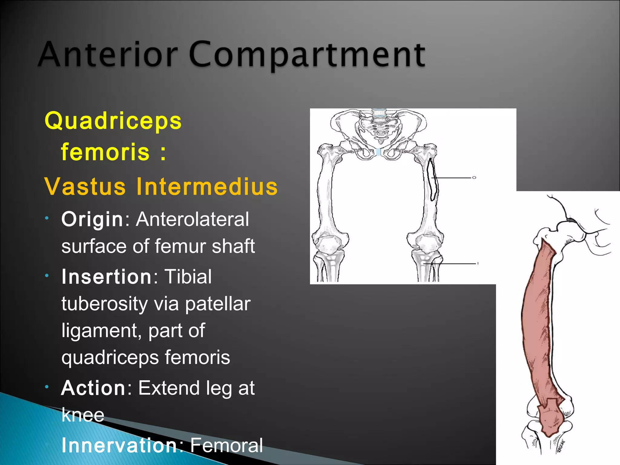 Thigh - Ant.Compartment - Anatomy | PPT