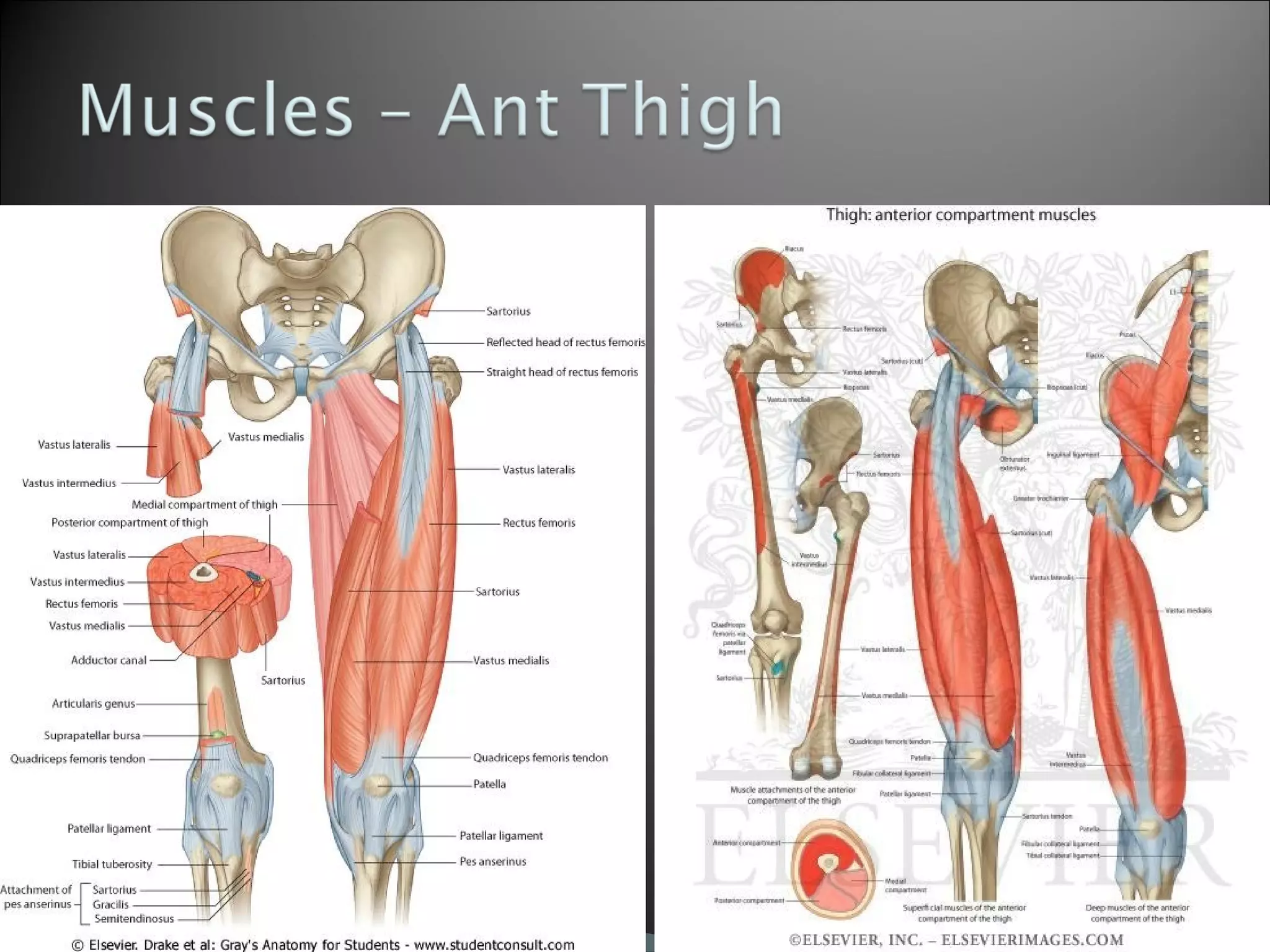 Thigh - Ant.Compartment - Anatomy | PPT