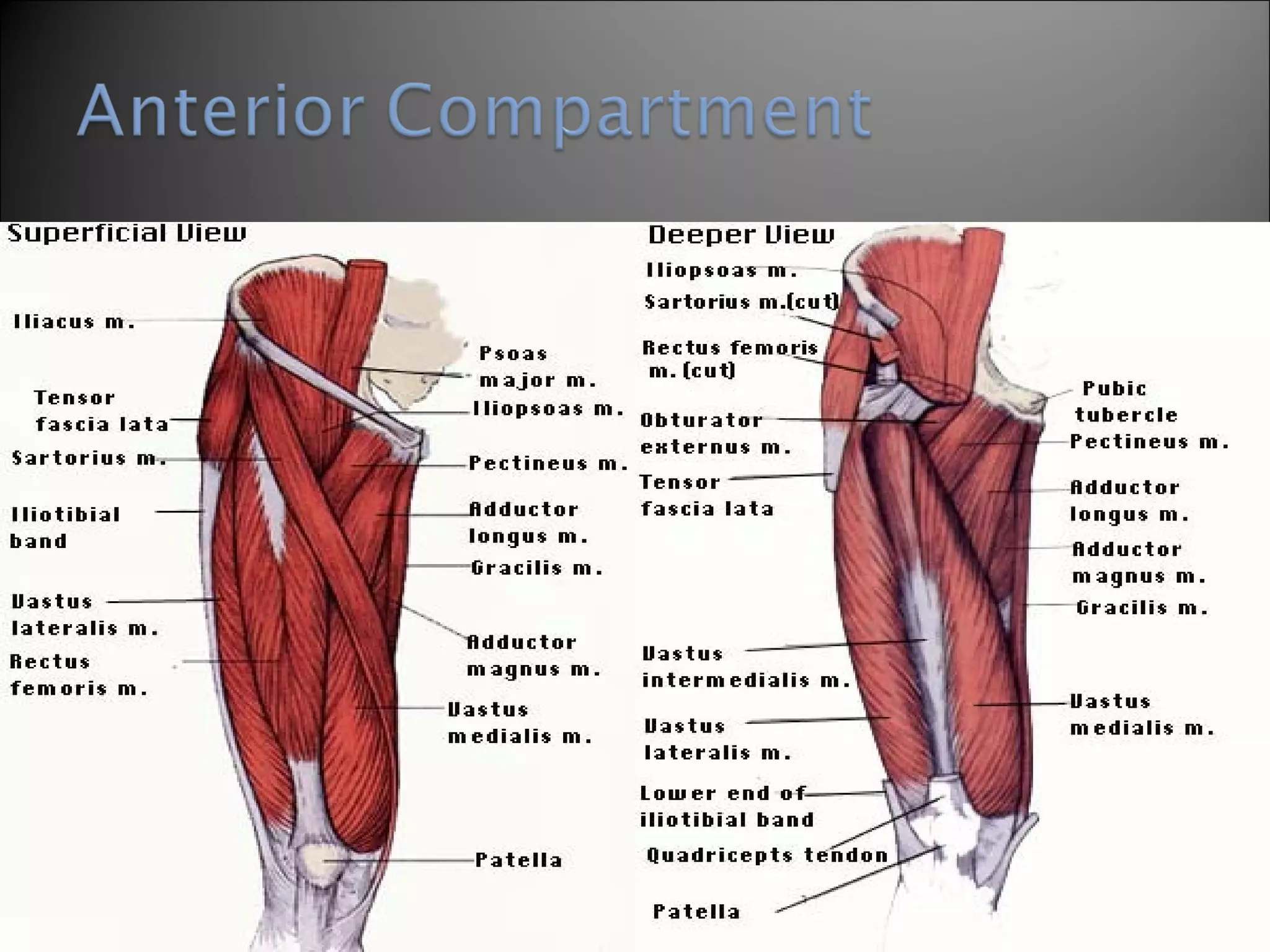 Thigh - Ant.Compartment - Anatomy | PPT