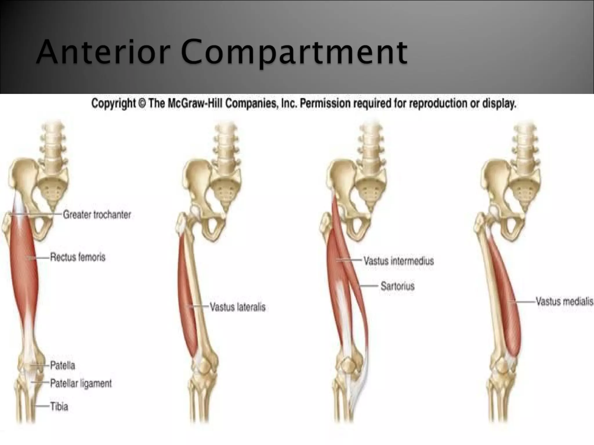 Thigh - Ant.Compartment - Anatomy | PPT