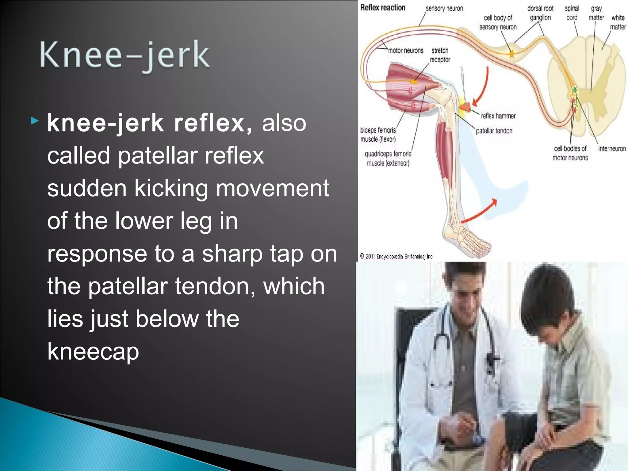 Thigh - Ant.Compartment - Anatomy | PPT
