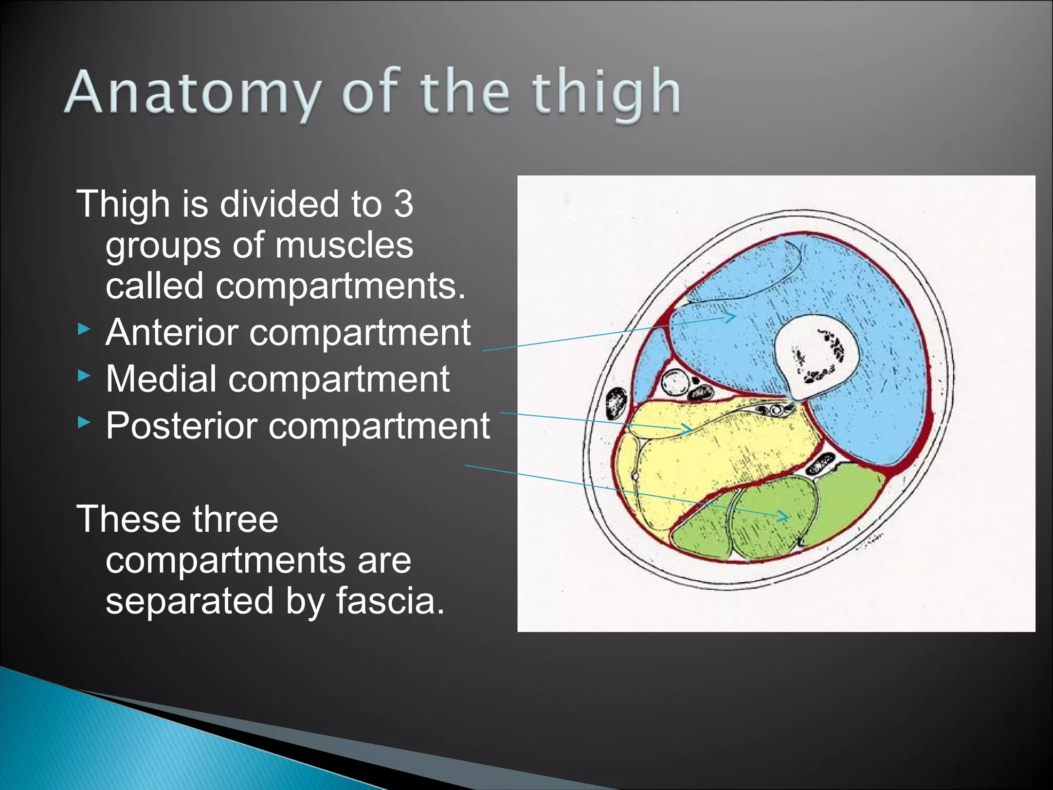 Thigh - Ant.Compartment - Anatomy | PPT