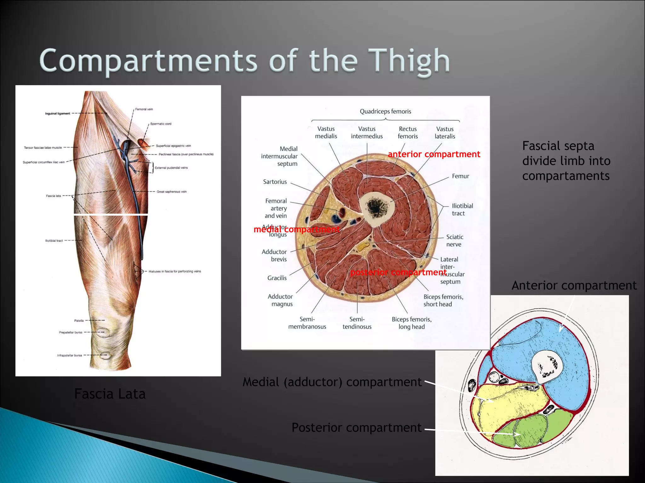 Thigh - Ant.Compartment - Anatomy | PPT